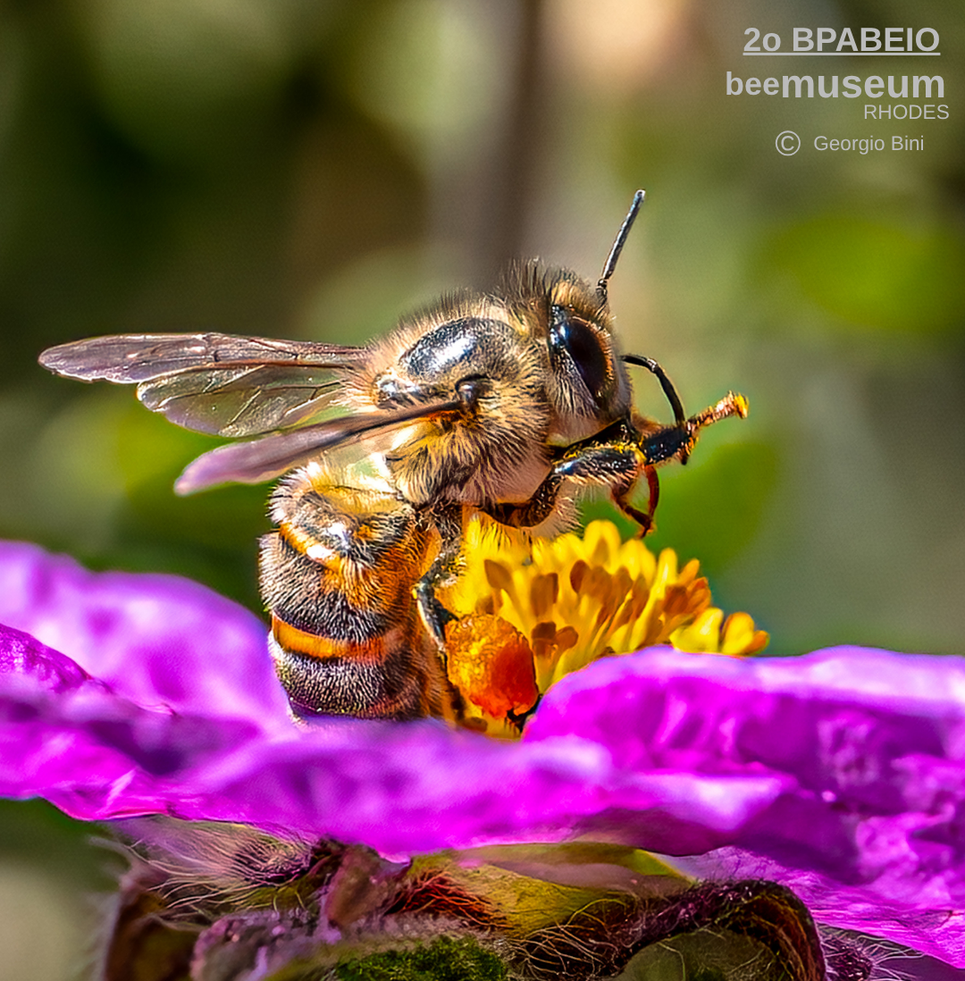 📸 2025 Photography Contest Winners – Bee Museum Rhodes